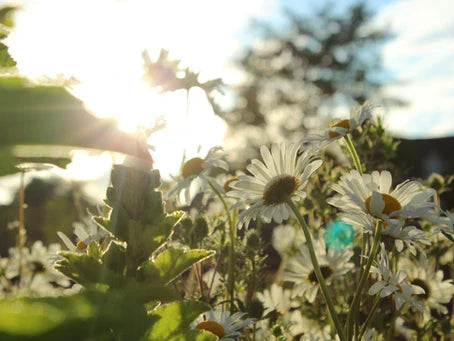 Discover the Benefits of Gardening with Invasive Species - Flower Child ...